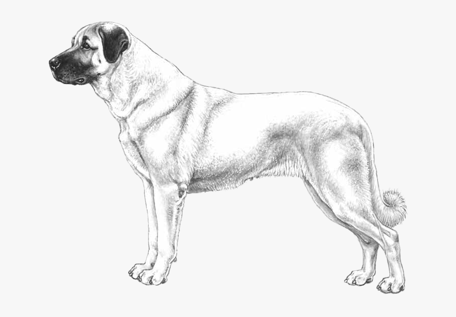 Guard Dog , Free Transparent Clipart - ClipartKey