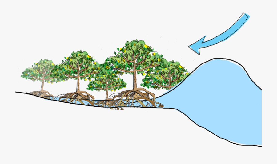 Mangrove As Coastal Protection , Free Transparent Clipart - ClipartKey