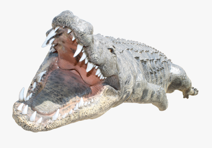 Crocodile - Transparent Background Crocodile Png , Free Transparent ...