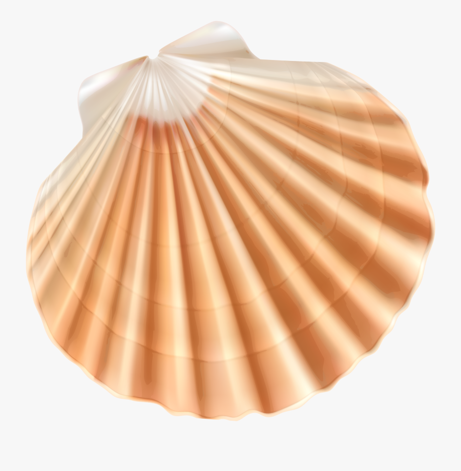 Seashell Clam Clip Art , Free Transparent Clipart - ClipartKey