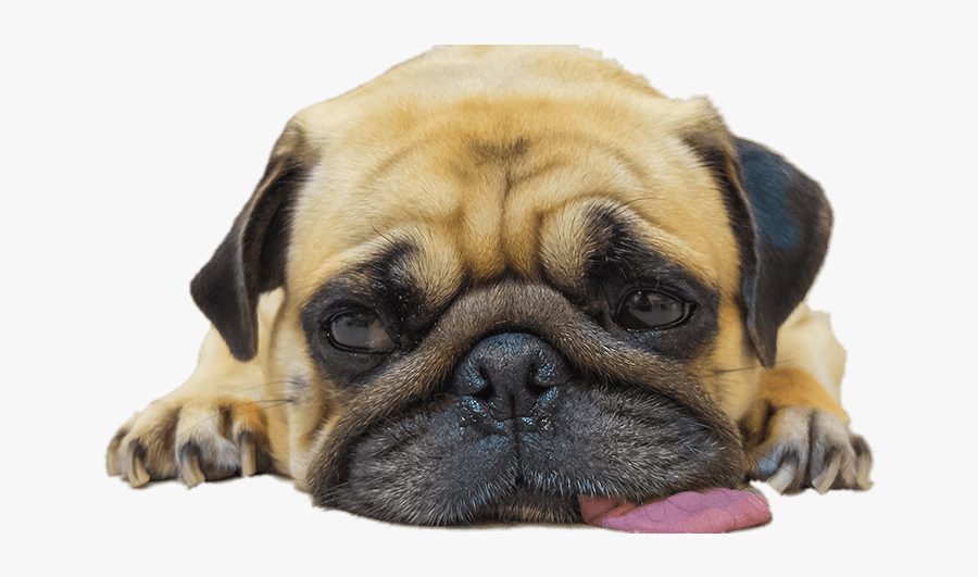 This Png File Is About Pugs , Animals - Teacher First Week Of School ...