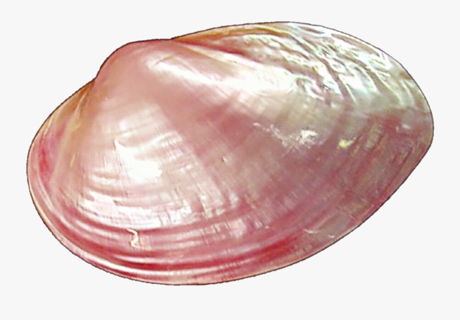 Clams Pink Clipart - Clam Png , Free Transparent Clipart - ClipartKey