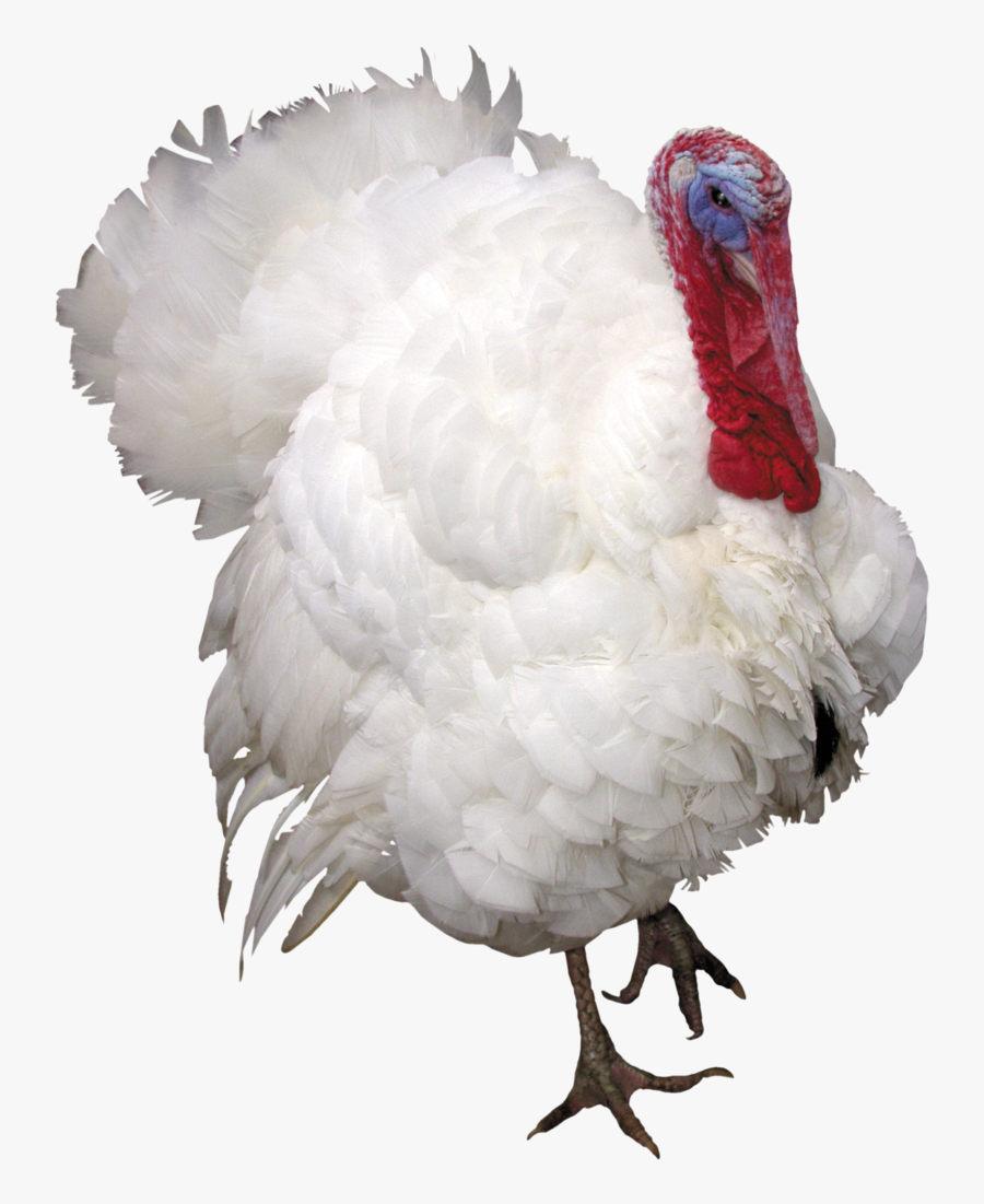 Transparent Turkey Transparent Png - Broiler Turkey , Free Transparent ...