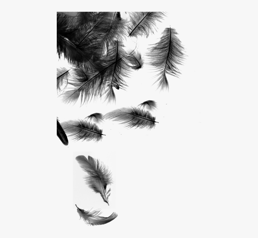Black Feathers Falling , Png Download - Falling Feathers Transparent ...