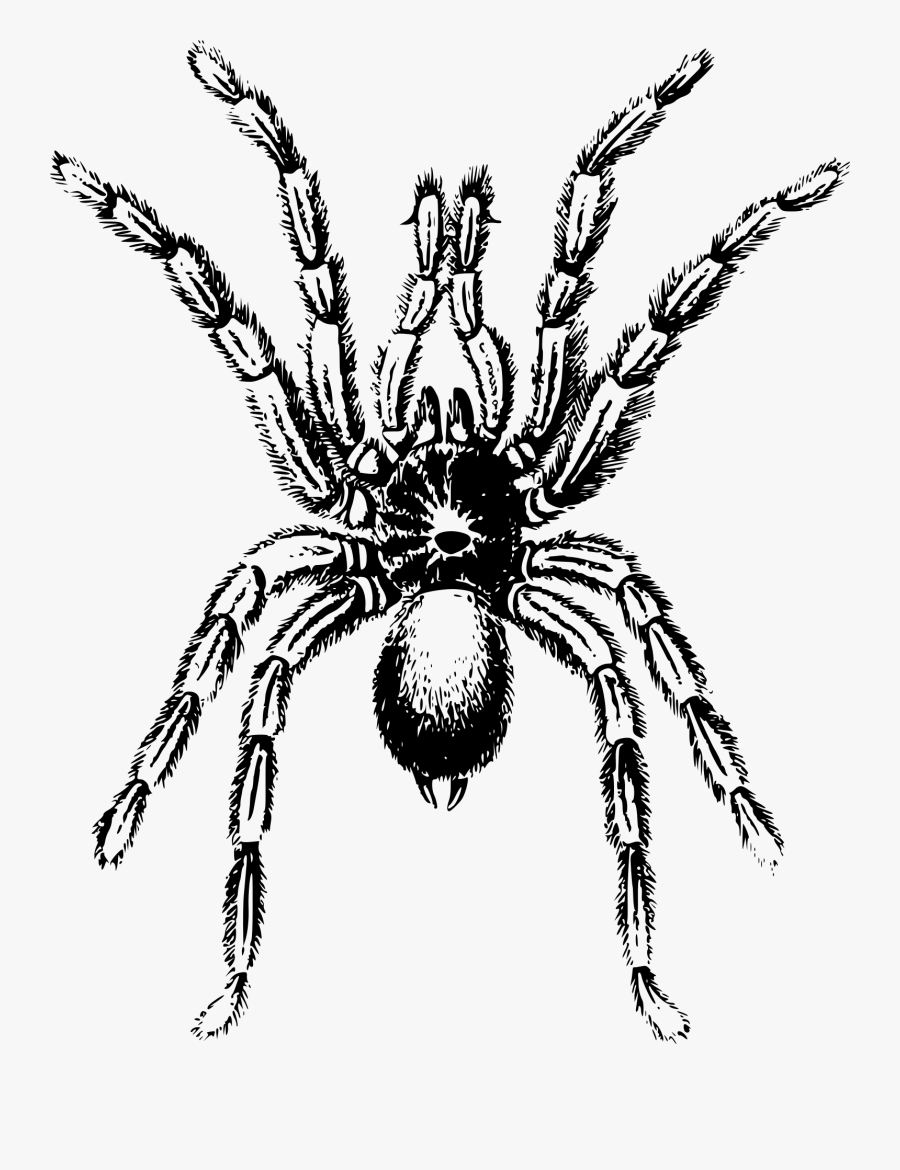 Red Spider Vector Png , Free Transparent Clipart - ClipartKey