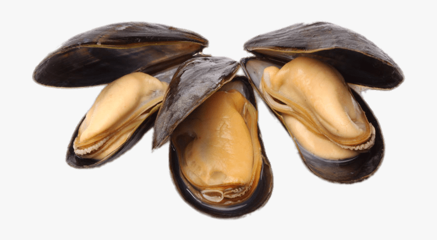 Open Cooked Mussels - Mussels Png , Free Transparent Clipart - ClipartKey
