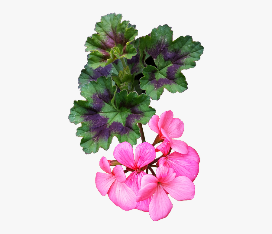 Transparent Geranium Png , Free Transparent Clipart - ClipartKey