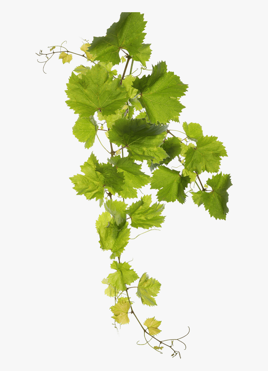 Grape Leaves Png - Transparent Grape Leaves Png , Free Transparent ...