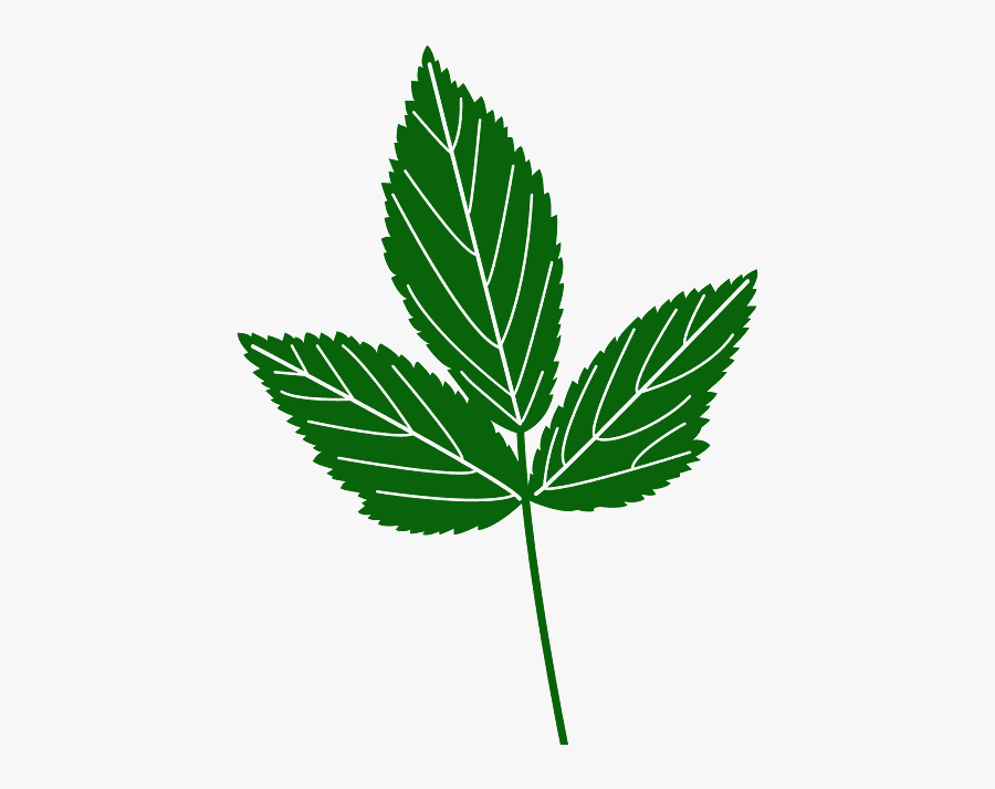 Menta Vector Png , Free Transparent Clipart - ClipartKey