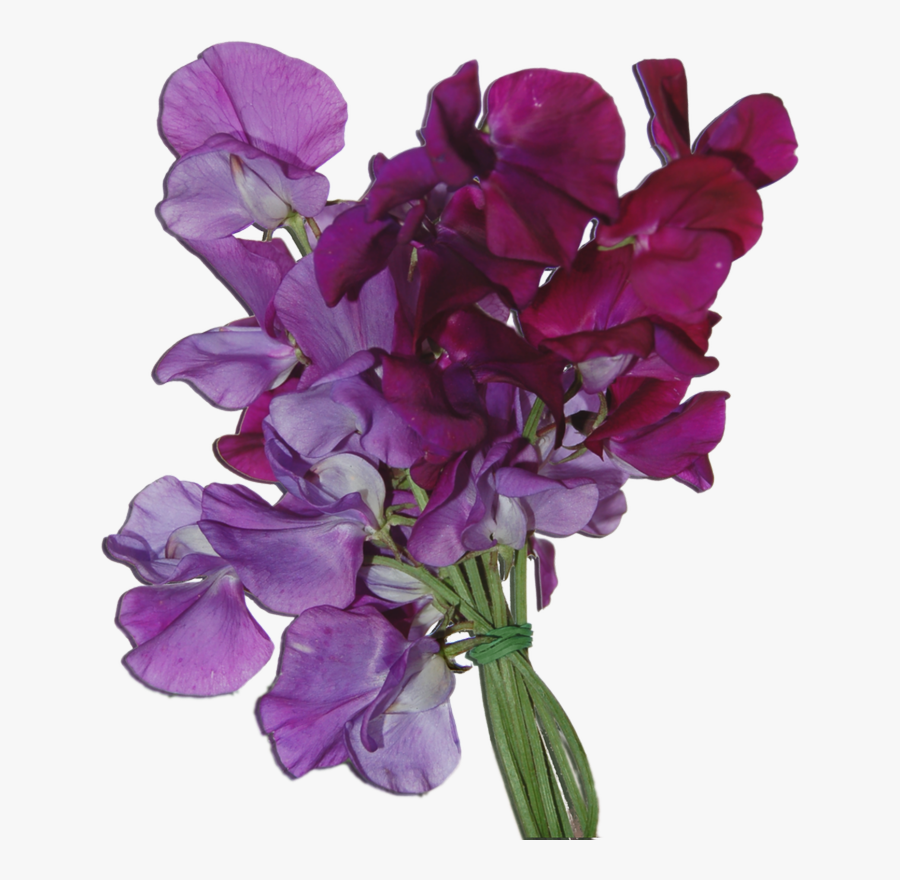 Sweet Pea Bouquet & Botanical Brush - Transparent Sweet Pea Flower Png ...