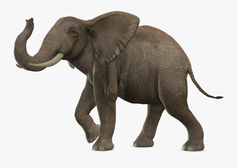 Elephant Png , Free Transparent Clipart - ClipartKey