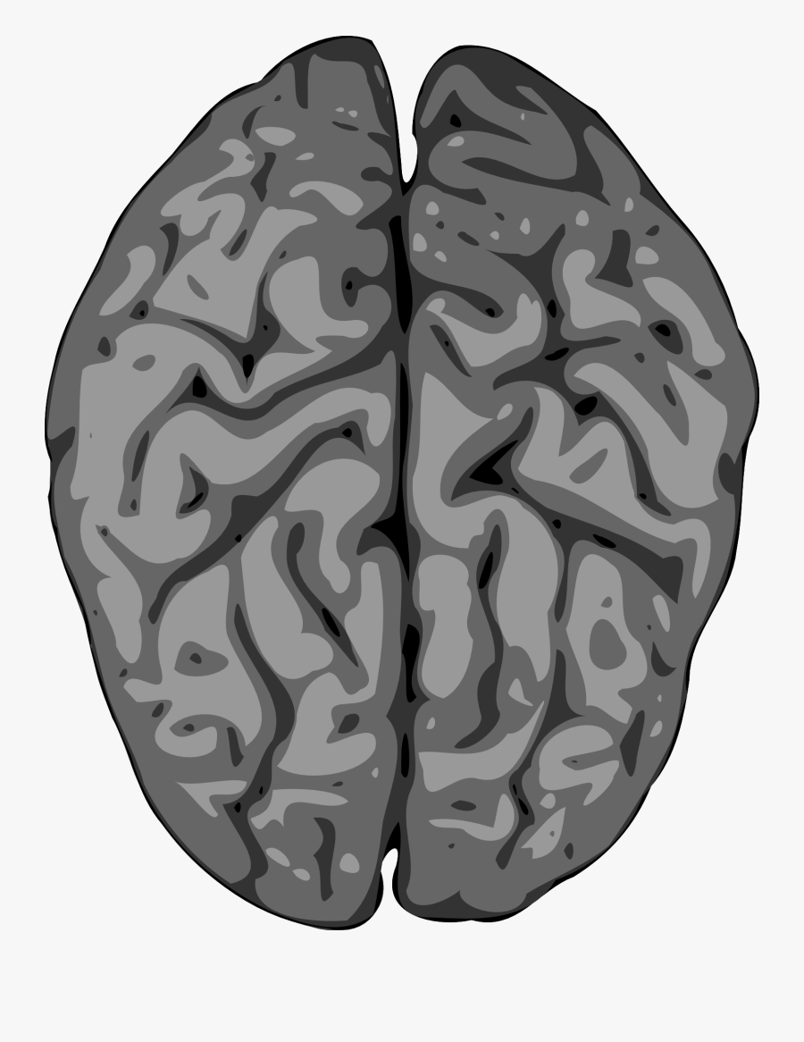 Grey Brain Clipart , Free Transparent Clipart - ClipartKey