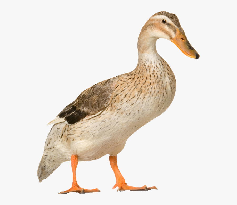 Animals At The Rspca , Free Transparent Clipart - ClipartKey