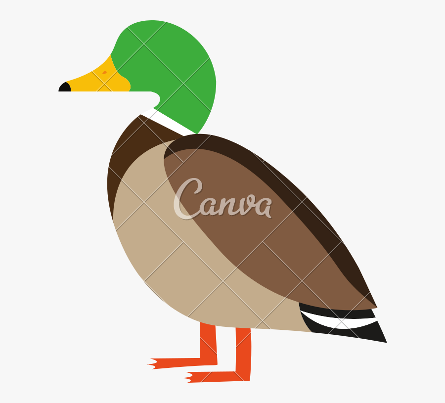 Cartoon Mallard - Mallard Cartoon , Free Transparent Clipart - ClipartKey
