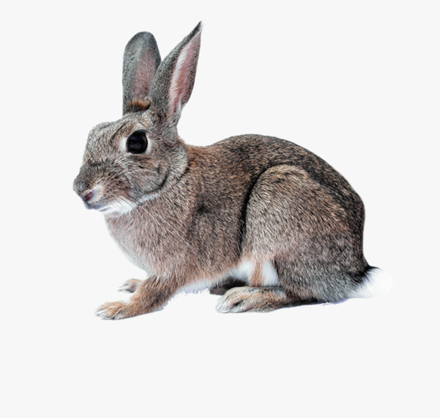 Rabbit Cut Out Png , Free Transparent Clipart - ClipartKey