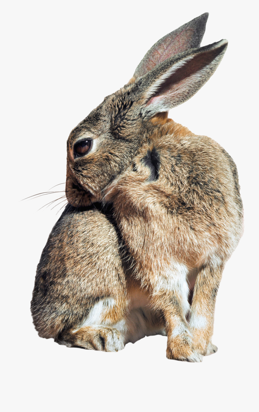 Black Tailed Jackrabbit - Wild Rabbit Transparent Background , Free ...