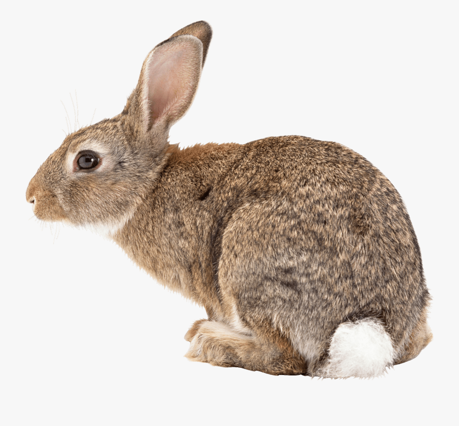 Clip Art Funny Rabbits - Brown Bunny With White Tail , Free Transparent ...