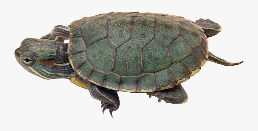 Download This High Resolution Turtle Icon Clipart - Transparent Turtle ...