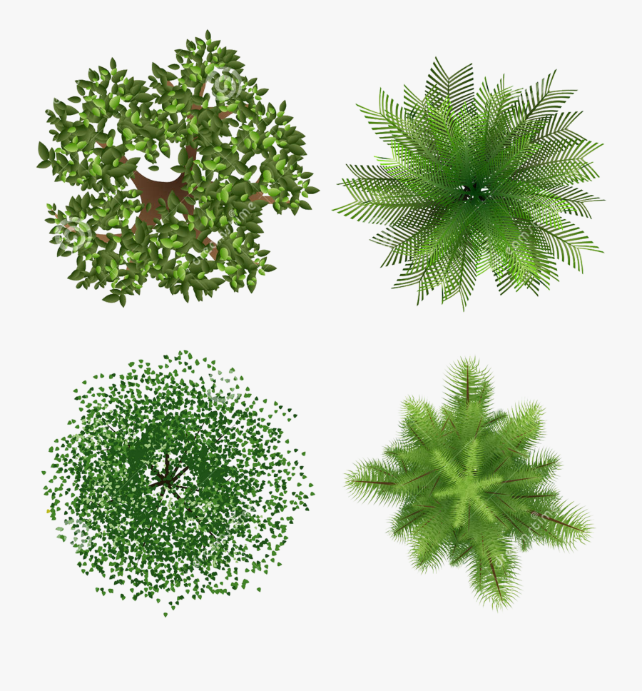 Tree Top View Vector Png , Free Transparent Clipart - ClipartKey