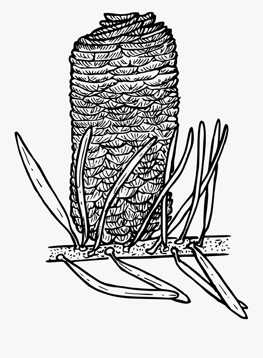 Grand Fir Clip Arts - Line Art , Free Transparent Clipart - ClipartKey