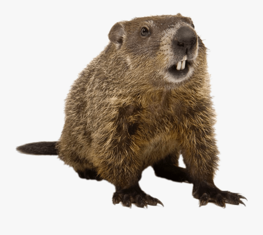 Groundhog Front View - Groundhog Png , Free Transparent Clipart ...