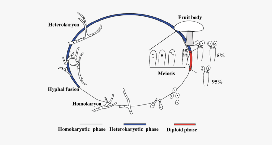 Clip Art Of Agaricus Bisporus Retrieved - Life Cycle Of Agaricus ...