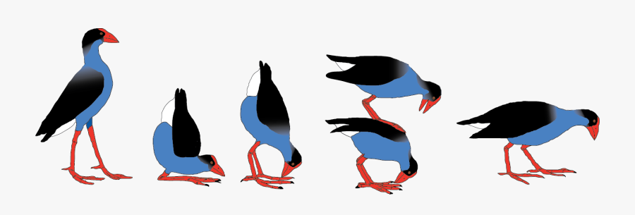 Pukeko Clipart , Free Transparent Clipart - ClipartKey