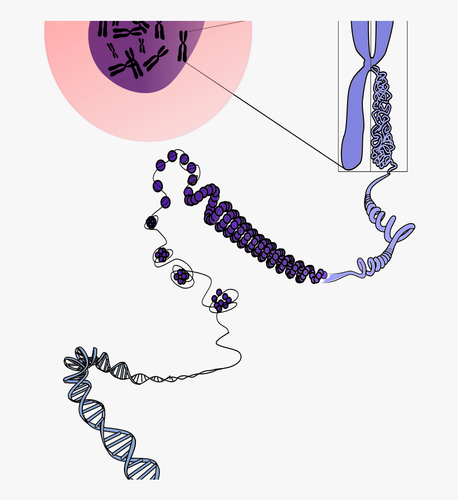 Cromossomo Descondensando Svg Clip Arts - Euchromatin And ...