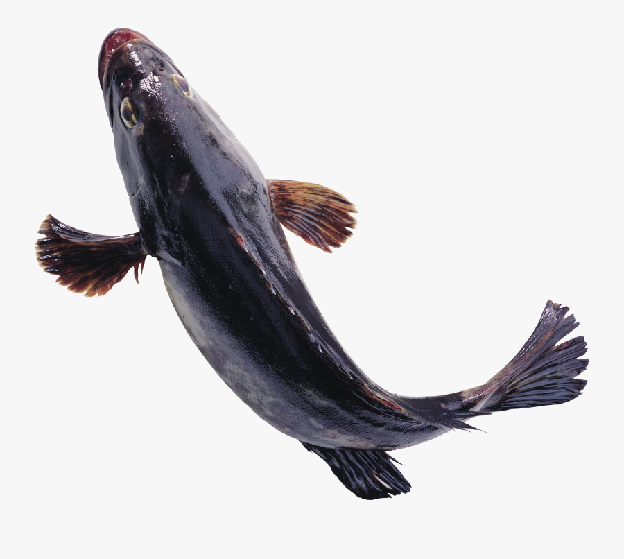Download This High Resolution Fish High Quality Png - Fish Png , Free ...