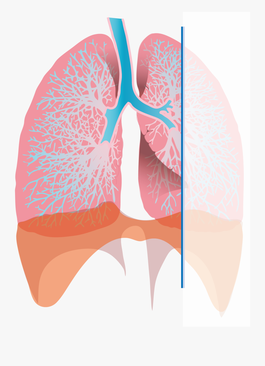 Transparent Inhaler Clipart - Diagram Of Inhalation , Free Transparent ...