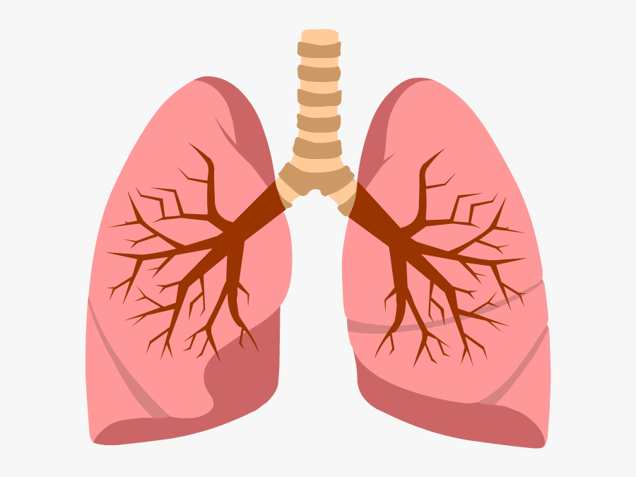 Cystic Fibrosis Icon Png , Free Transparent Clipart - ClipartKey