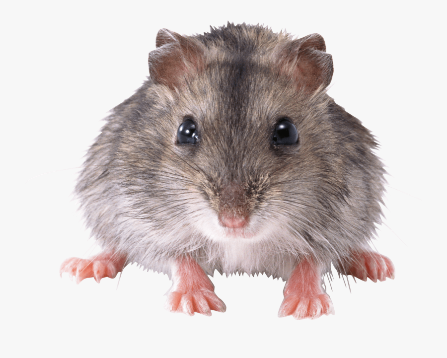 Mouse Front Transparent Png - Animal Mouse Images Hd , Free Transparent ...