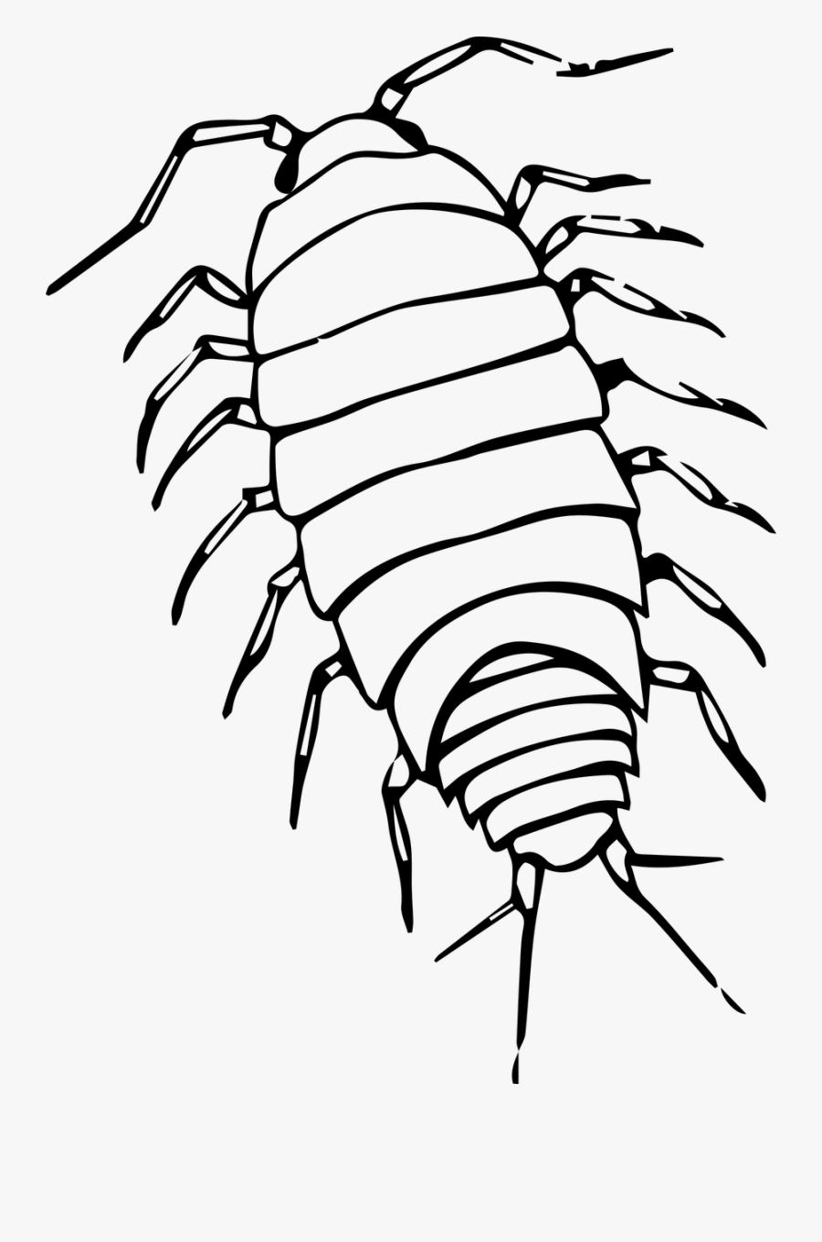 Monochrome - Isopod Clipart , Free Transparent Clipart - ClipartKey