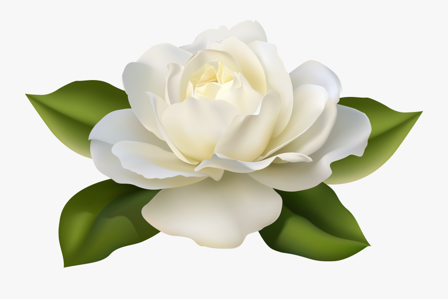 White Rose With Leaves - White Rose Cartoon Transparent Background ...