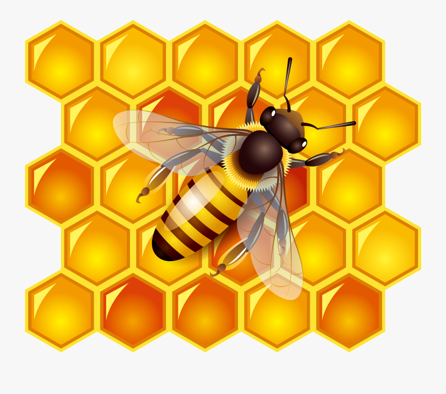Vector Library Clip Art Transprent Png - Bees And Honey Png , Free ...