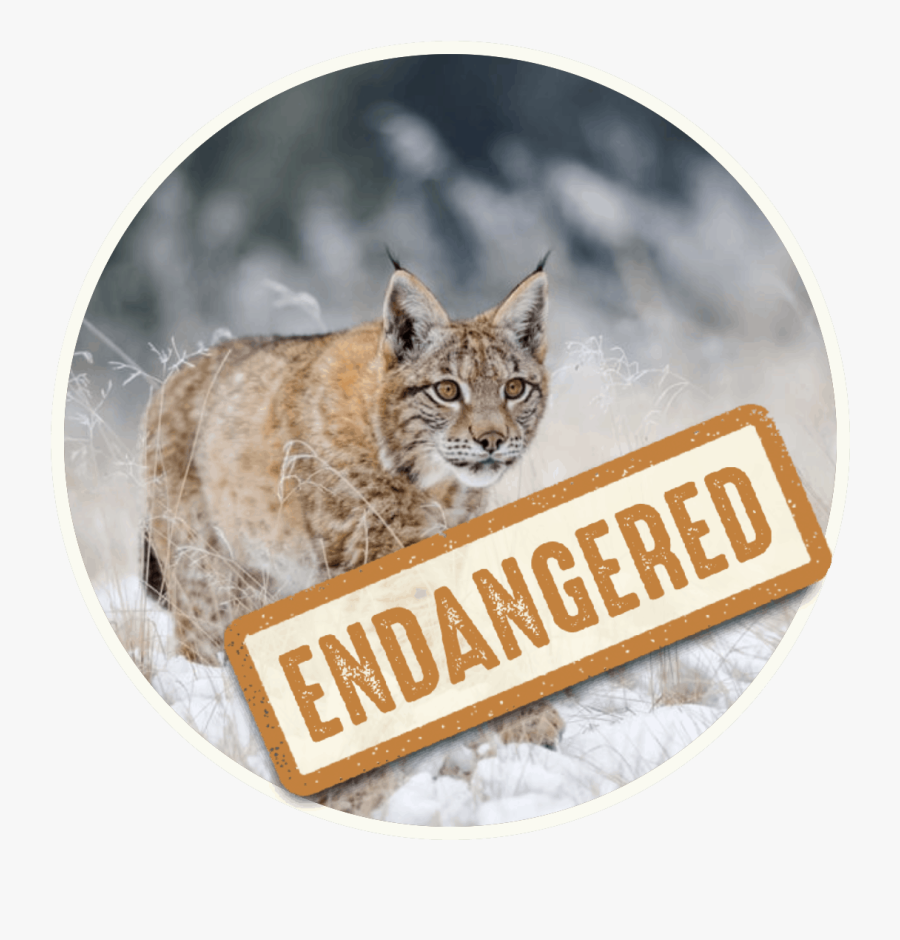 Bobcat , Free Transparent Clipart - ClipartKey