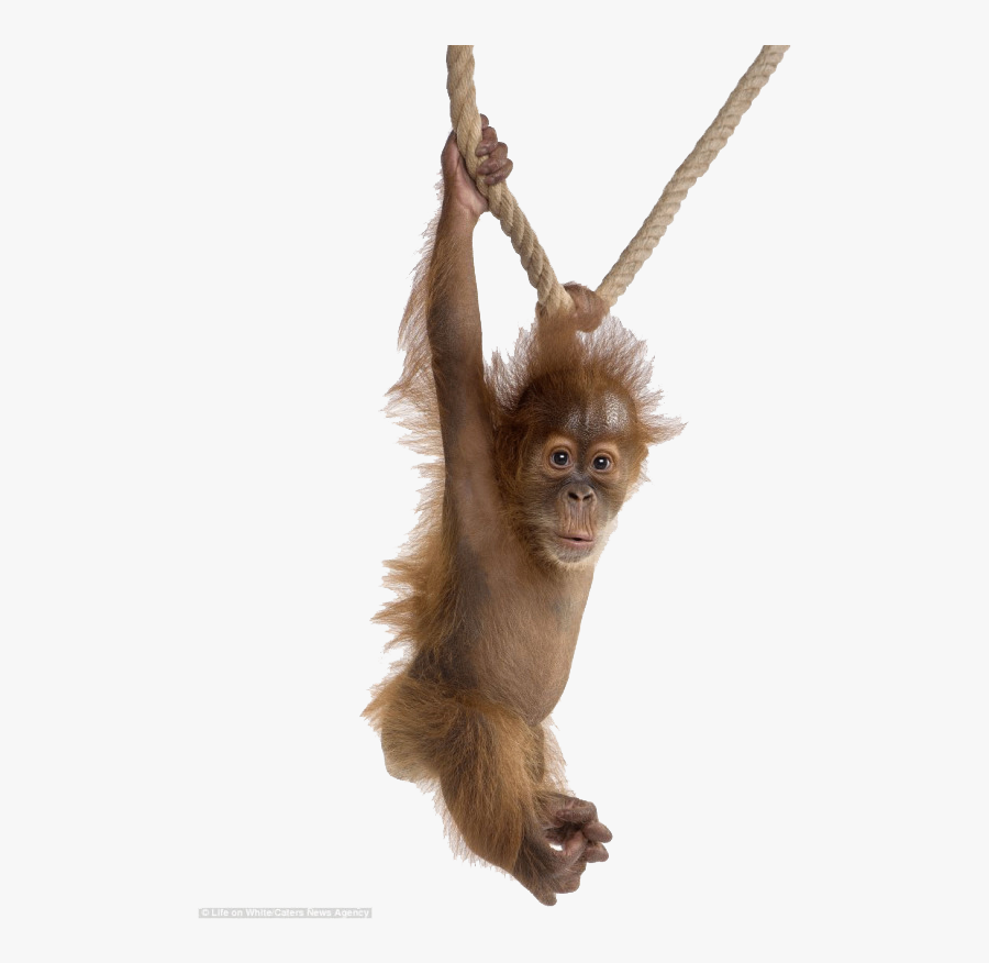 Endangered Animals White Background - Cute Monkey White Background ...