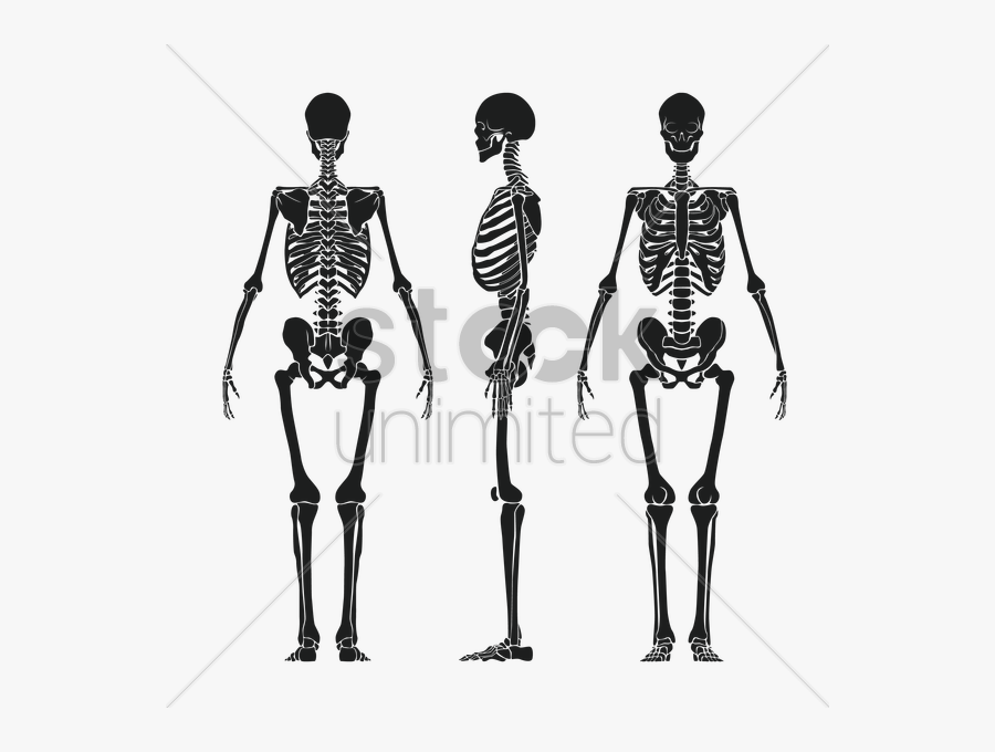 Human Skeleton V矢量图形 - Human Skeleton Back Vector , Free Transparent ...