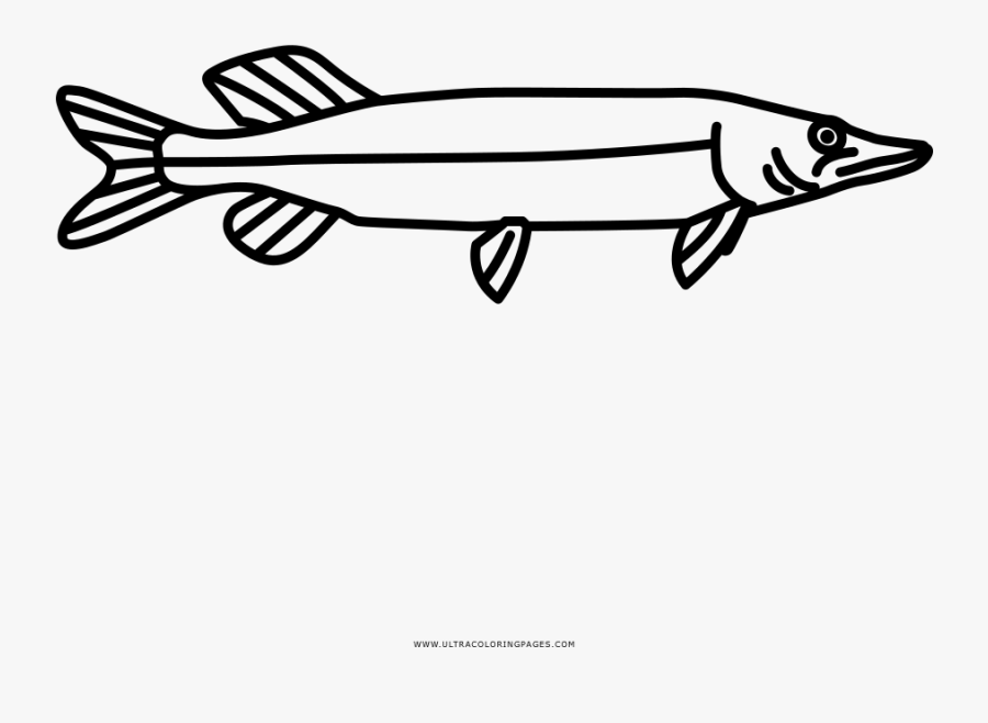 Northern Pike Fish Coloring Page Sketch Coloring Page