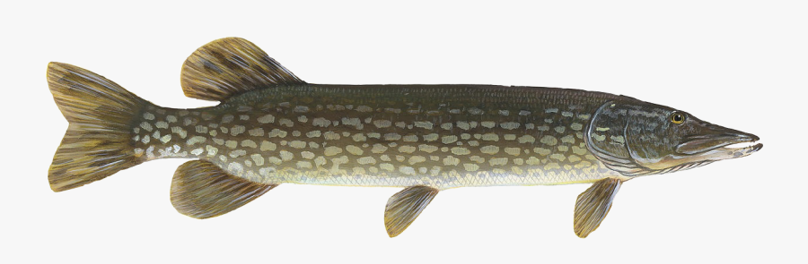 Northern Freetoedit Northernpike - Pike Fish Png , Free Transparent ...