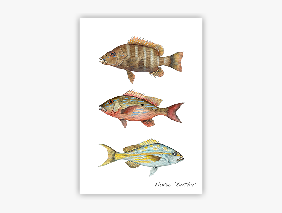 Snook Drawing Mangrove Snapper - Bluegill , Free Transparent Clipart ...