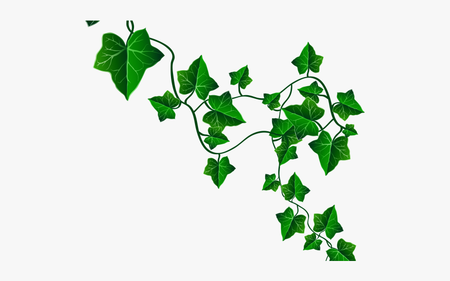 Ivy Alpha Kappa Alpha , Free Transparent Clipart - ClipartKey