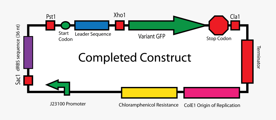 Gene Construct Sequence , Free Transparent Clipart - ClipartKey
