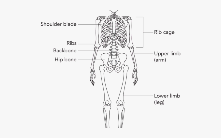 Human Skeletal System Without Label , Free Transparent Clipart - ClipartKey