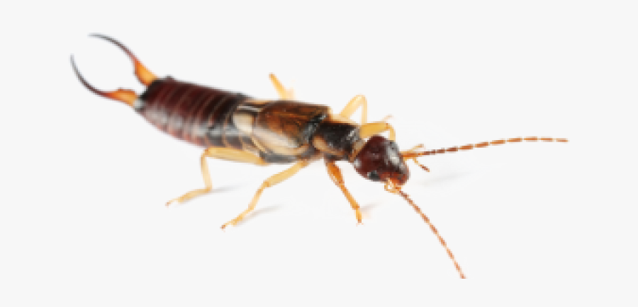 Download Earwig Png Clipart - European Earwig , Free Transparent ...