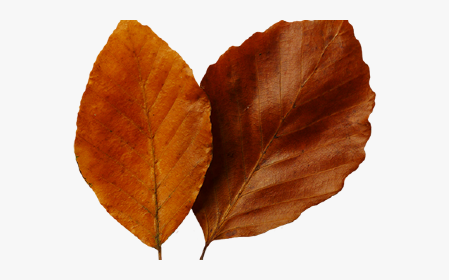 Leaves Clipart Brown Leaf - Autumn , Free Transparent Clipart - ClipartKey