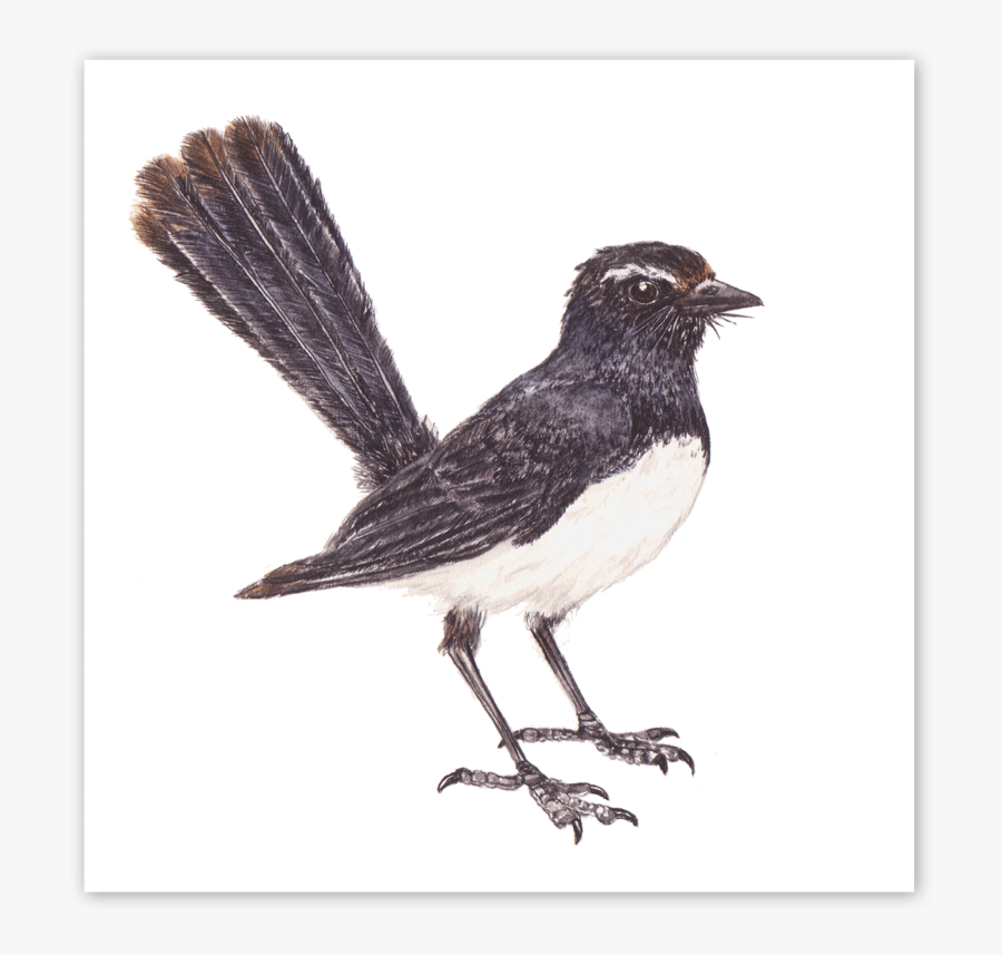 Willy Wagtail Drawing , Free Transparent Clipart - ClipartKey