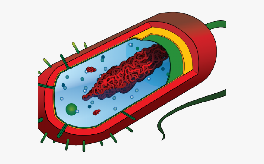 Bacterial Cell Without Labels , Free Transparent Clipart - ClipartKey