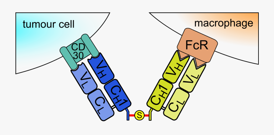 Chemically Linked Fab - Bispecific F Ab ") 2 Antibody - Fab Molecule ...