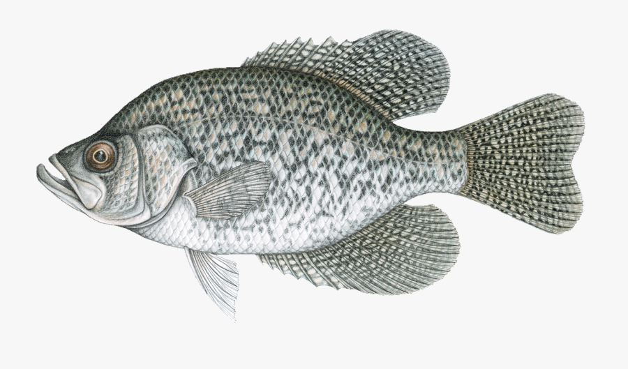 Picture - Bluegill Sunfish , Free Transparent Clipart - ClipartKey